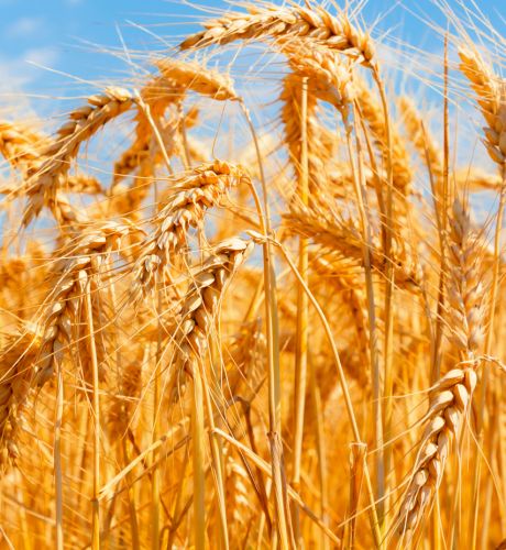 Magazine - Ariel Ministries™